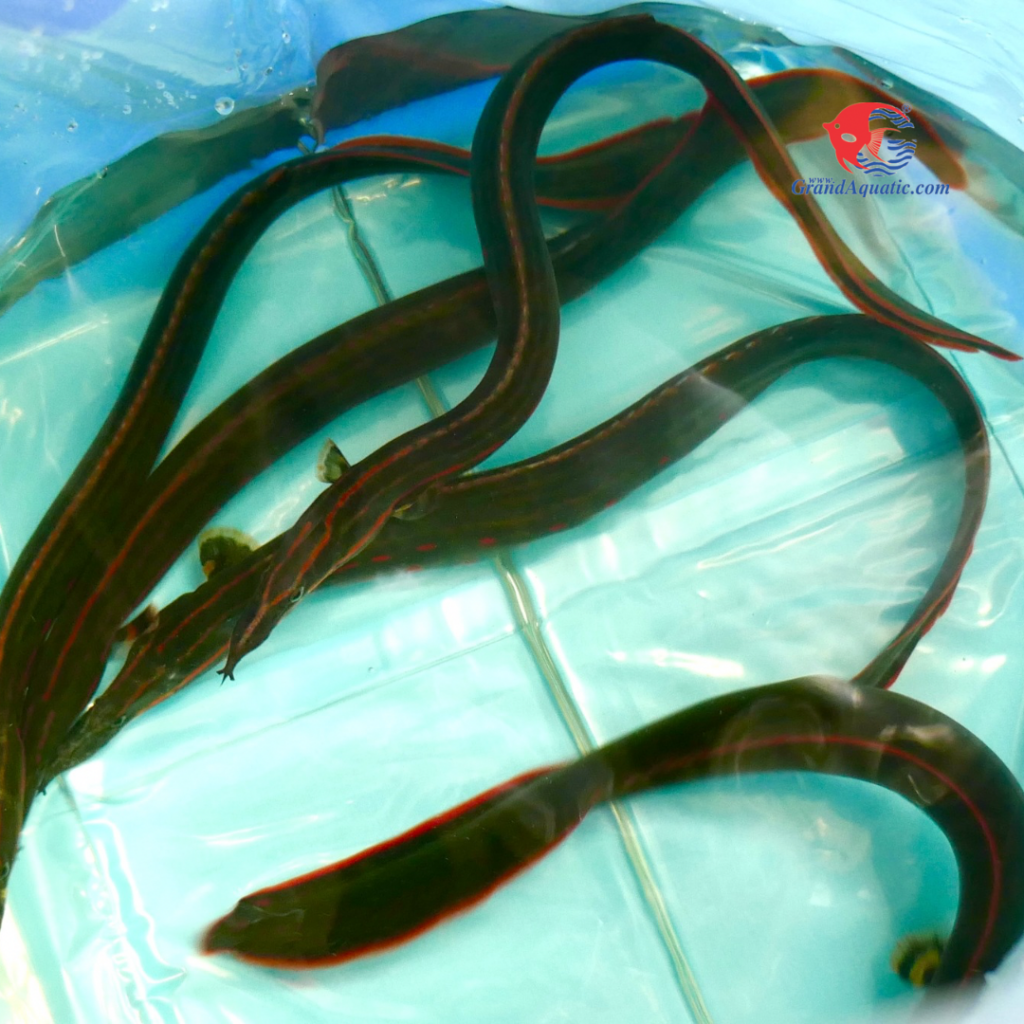 Fire eel | Grand Aquatic