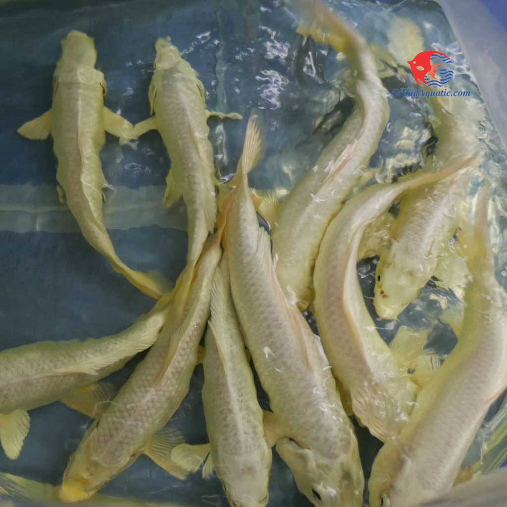Silver koi fish | Grand Aquatic