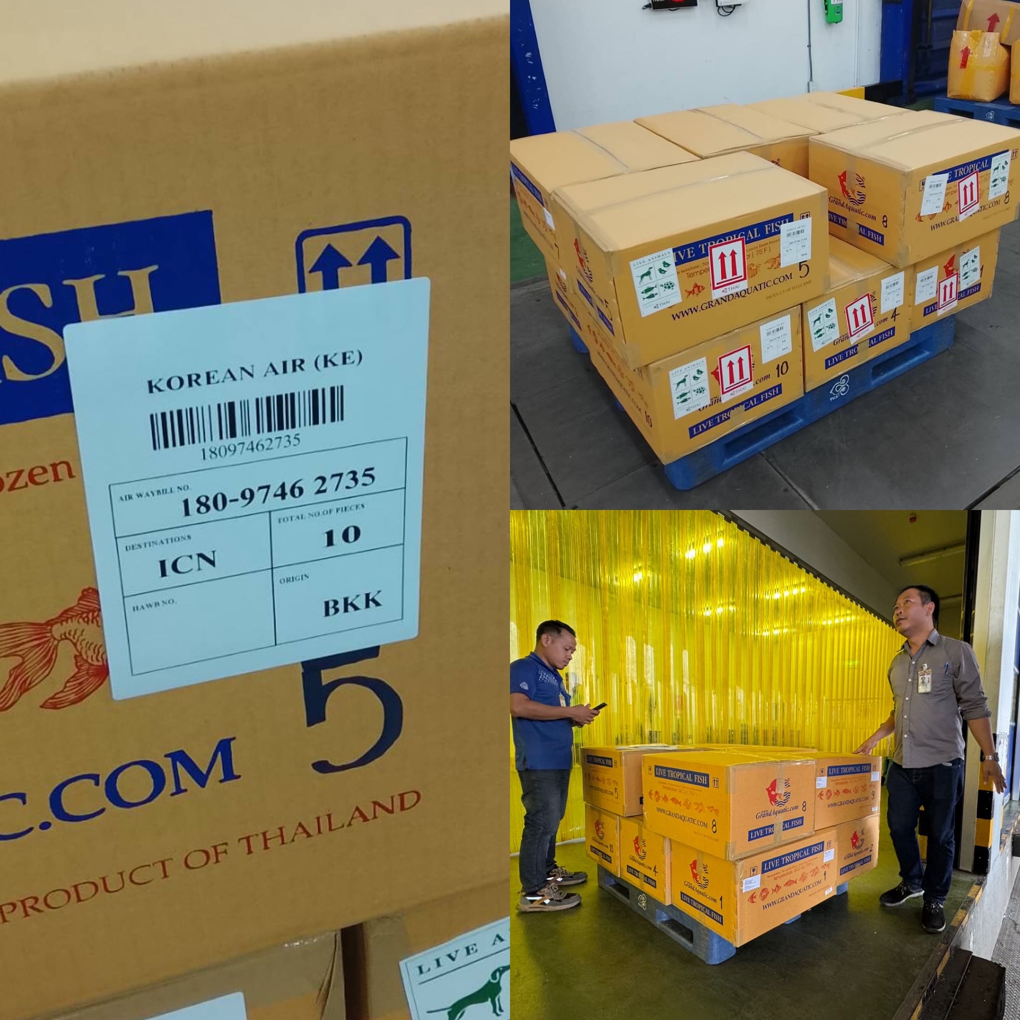 Quality of Tropical Ornamental Aquarium Fish Export to Korea | Grand ...