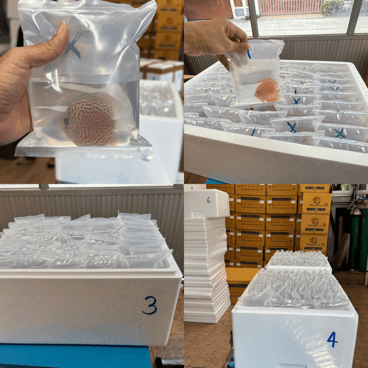 Trusted Ornamental Fish Export from Thailand to Mauritius – High ...