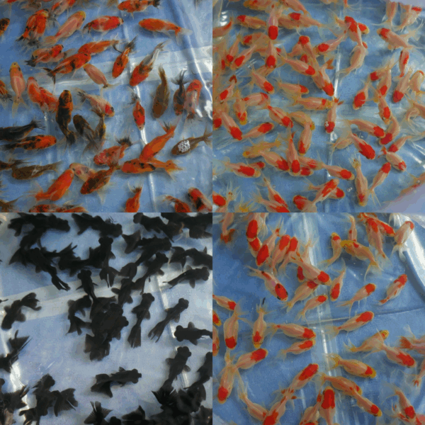 Ornamental Fish Export to Poland | Trusted Thailand Tropical Fish Supplier